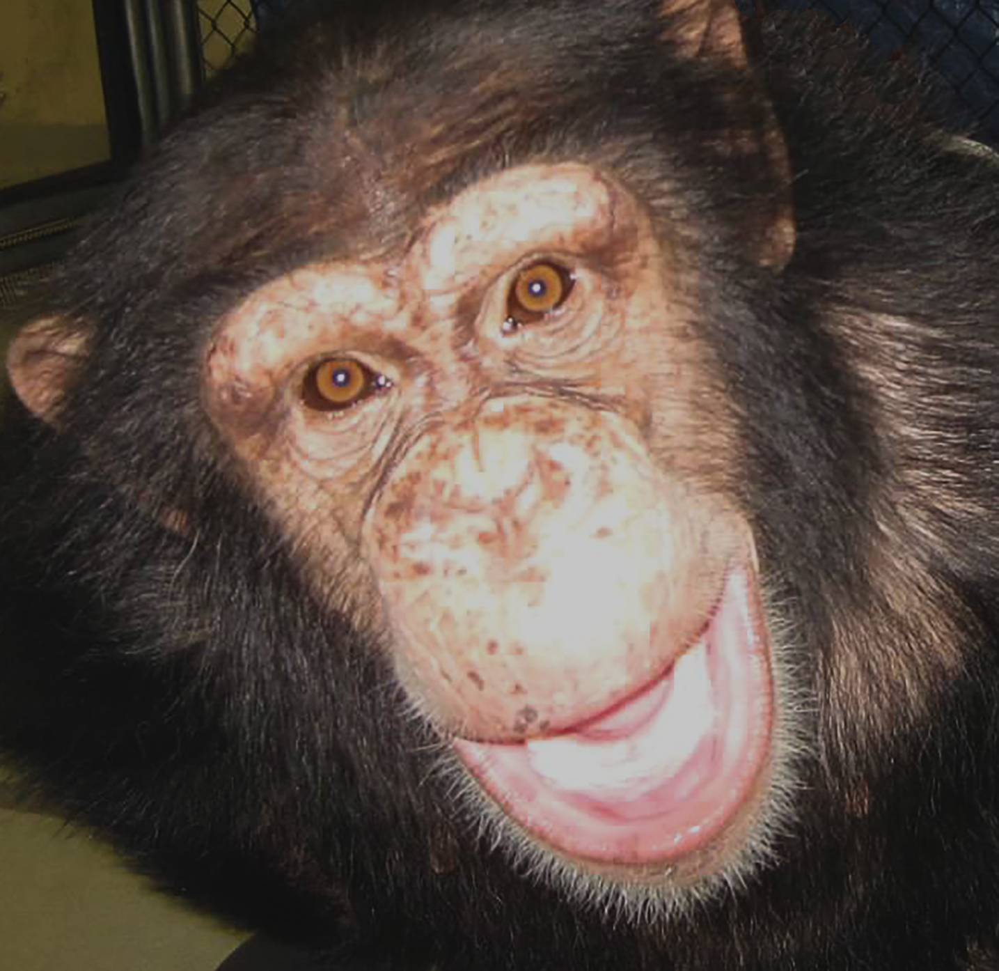 About chimpanzee research – Chimpanzee Bipedalism Project About chimpanzee research – Chimpanzee Bipedalism Project