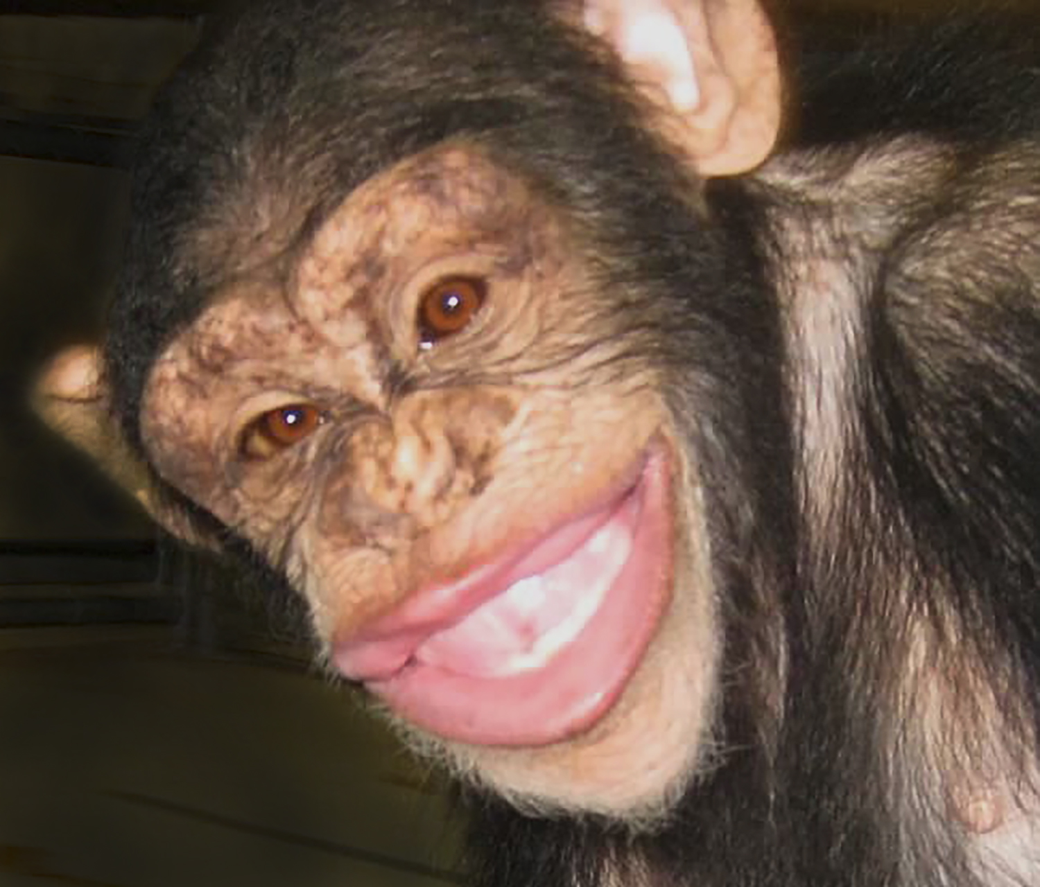 About chimpanzee research – Chimpanzee Bipedalism Project About chimpanzee research – Chimpanzee Bipedalism Project